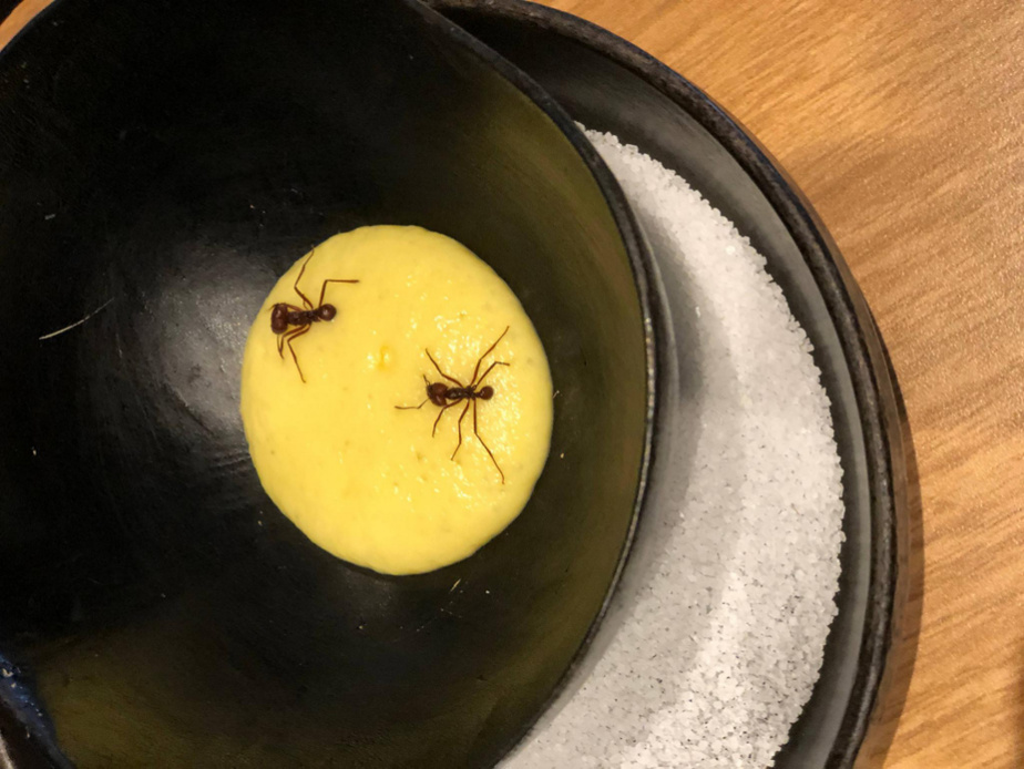 Fourmis comestibles Fourmis comestibles